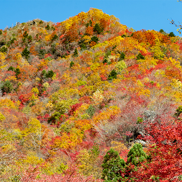 Mt. Ryugatake | OBOKE IYA TOURIST NAVIGATION＜Torist sites in Miyoshi City＞